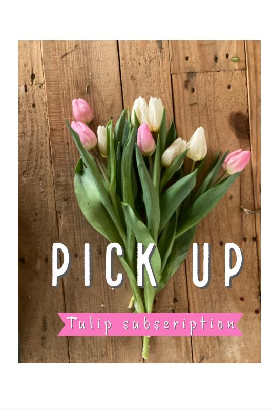 Winter Tulip Subscription Pick up